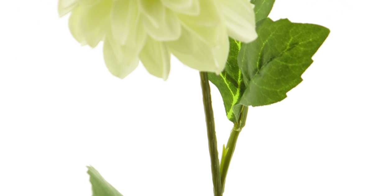 Dahlia George spray cream 50cm | Coppens Warenhuis
